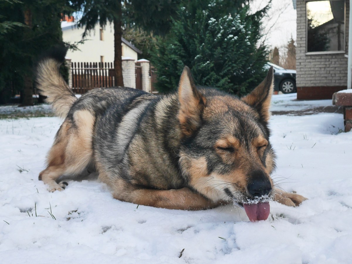 Miastenia u psa – historia Robercika | Pies Berek